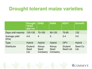 Participatory evaluation of five drought tolerant maize varieties in ...