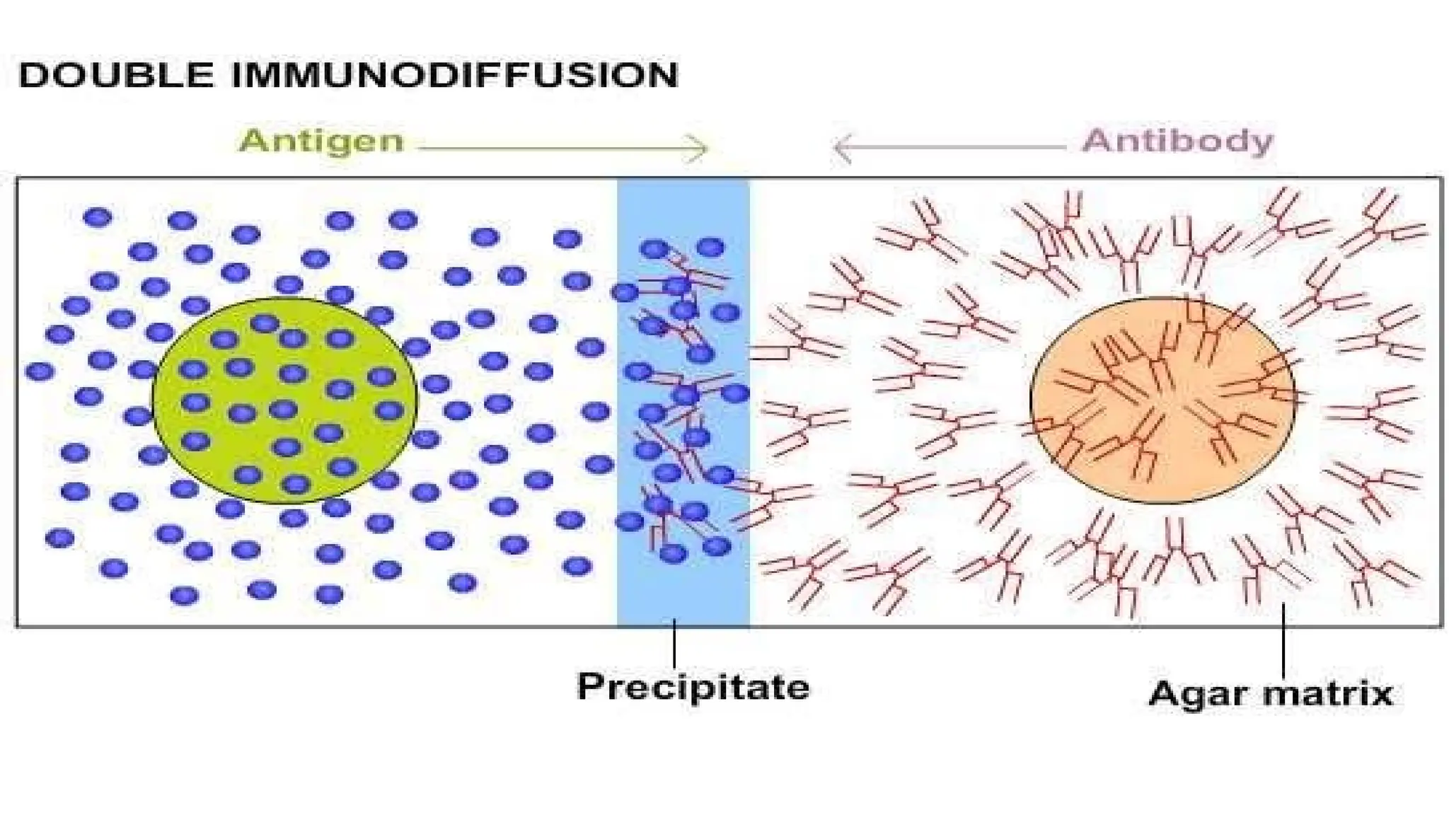 Presentation immuno diffusion and immuno electrophoresis (2).pptx