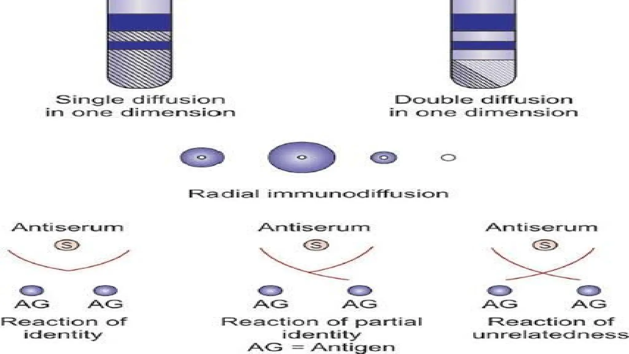 Presentation immuno diffusion and immuno electrophoresis (2).pptx