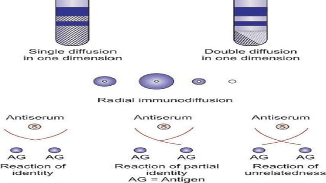 Presentation immuno diffusion and immuno electrophoresis (2).pptx
