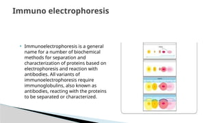 Presentation immuno diffusion and immuno electrophoresis (2).pptx