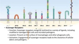 SIGNALING Through Toll LIKE RECEPTORS.pptx