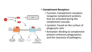 SIGNALING Through Toll LIKE RECEPTORS.pptx