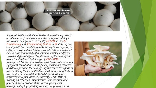Presentation imp.pptx mushroom Researchn | PPTX