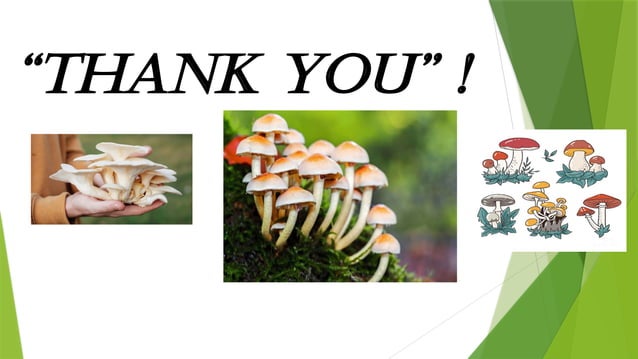 Presentation imp.pptx mushroom Researchn | PPTX