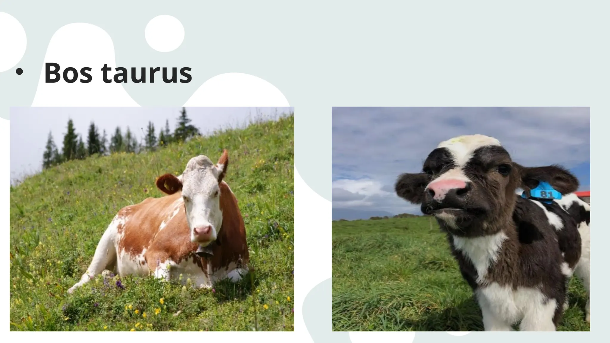 taxonomy classification of local animals with their scientic names on ...