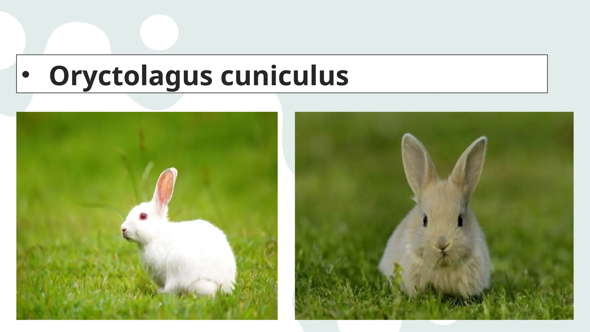 taxonomy classification of local animals with their scientic names on ...