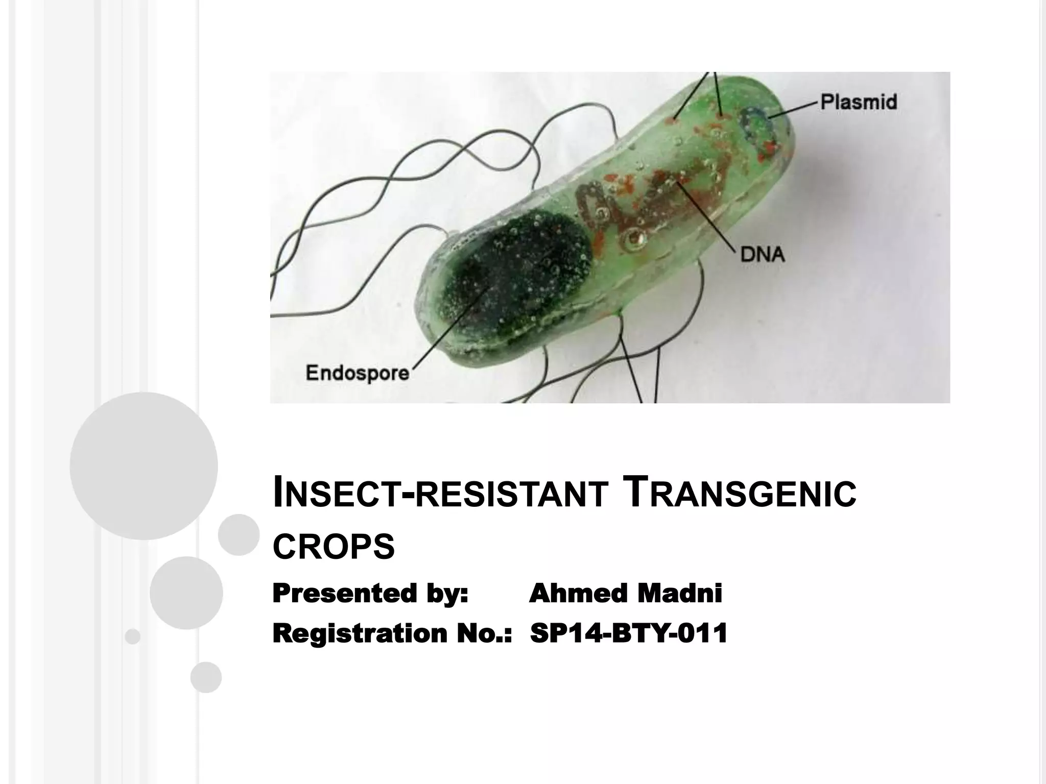 Presentation insect resistant transgenic crops ahmad madni (21-12-2016 ...