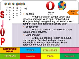 PPT Struktur dan Fungsi Jaringan Pada Tumbuhan | PPTX