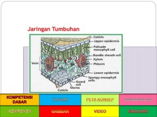 PPT Struktur dan Fungsi Jaringan Pada Tumbuhan | PPTX