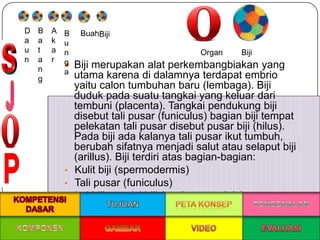PPT Struktur dan Fungsi Jaringan Pada Tumbuhan | PPTX