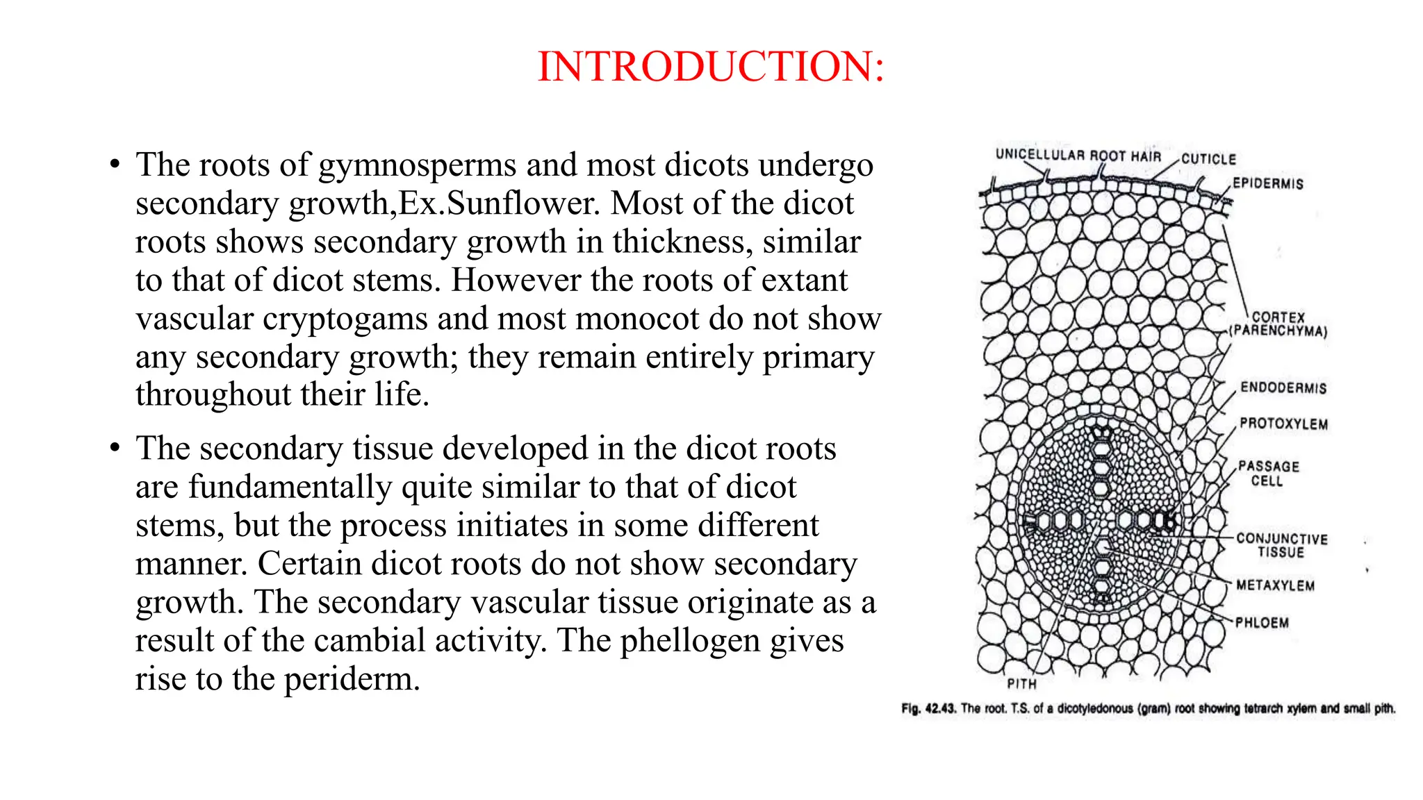 secondary growth in sunflower root-viv.pptx