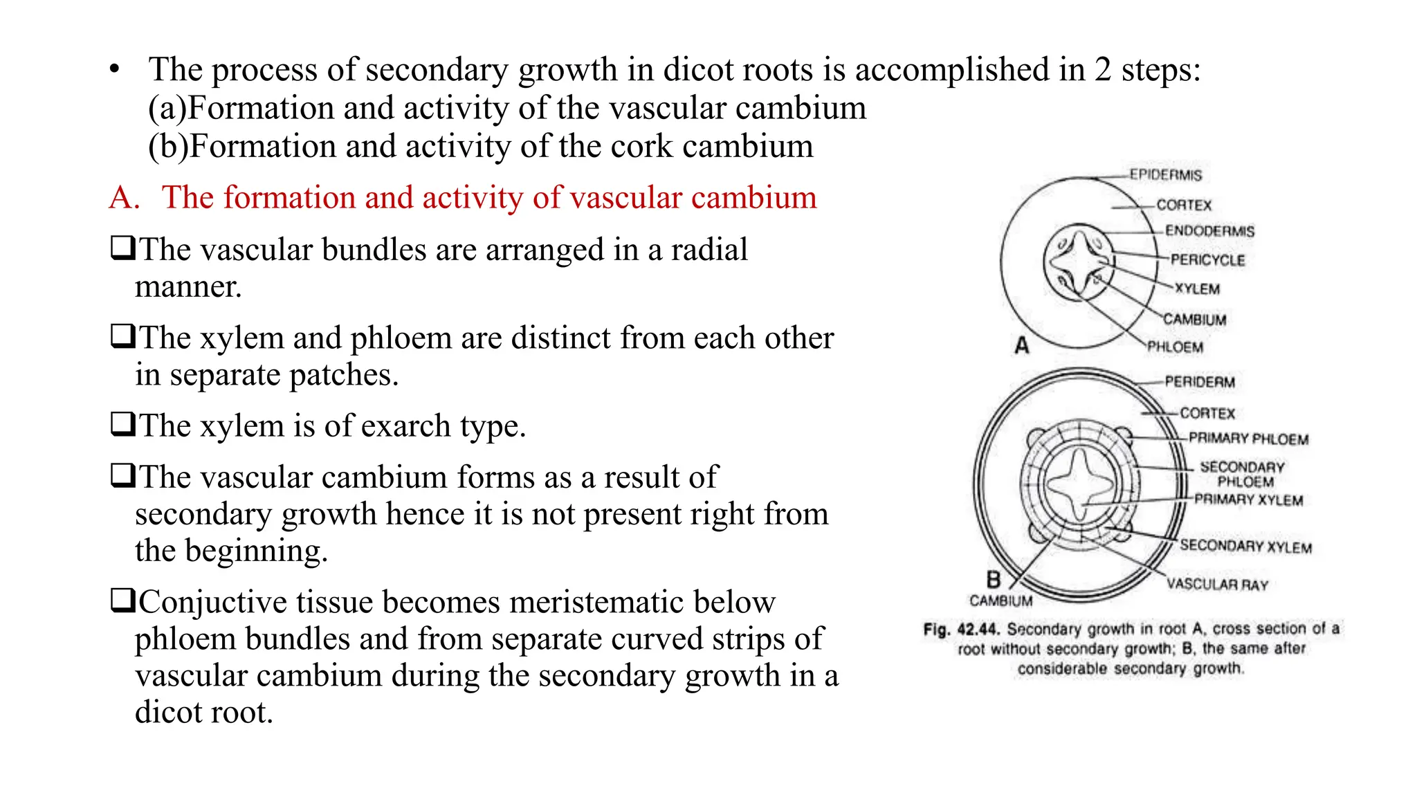 secondary growth in sunflower root-viv.pptx