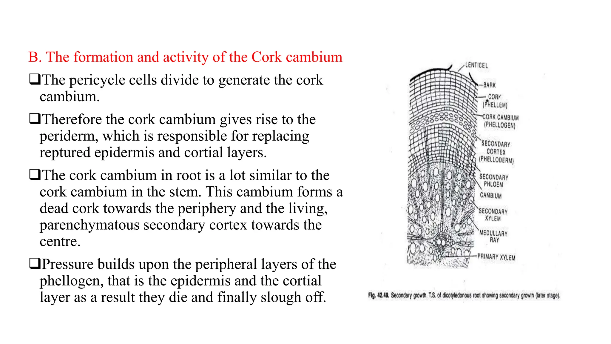 secondary growth in sunflower root-viv.pptx