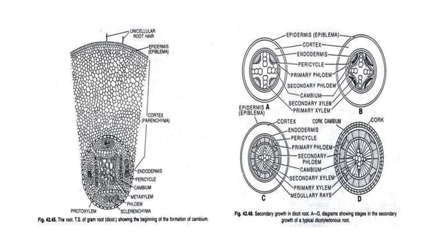 secondary growth in sunflower root-viv.pptx