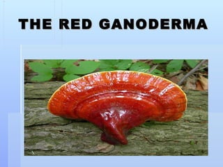 Presentation janice baay | PPT