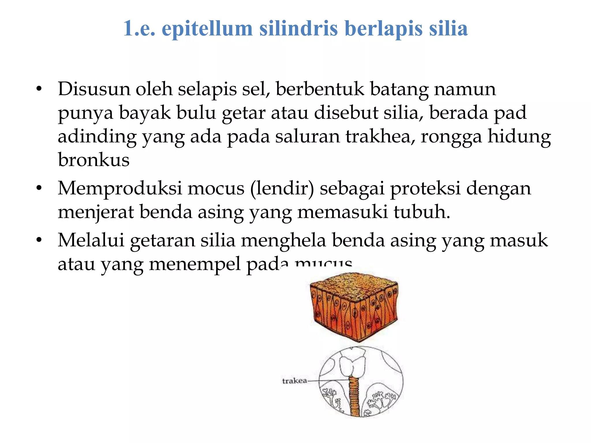Presentation jaringan epitel & jaringan ikat | PPTX