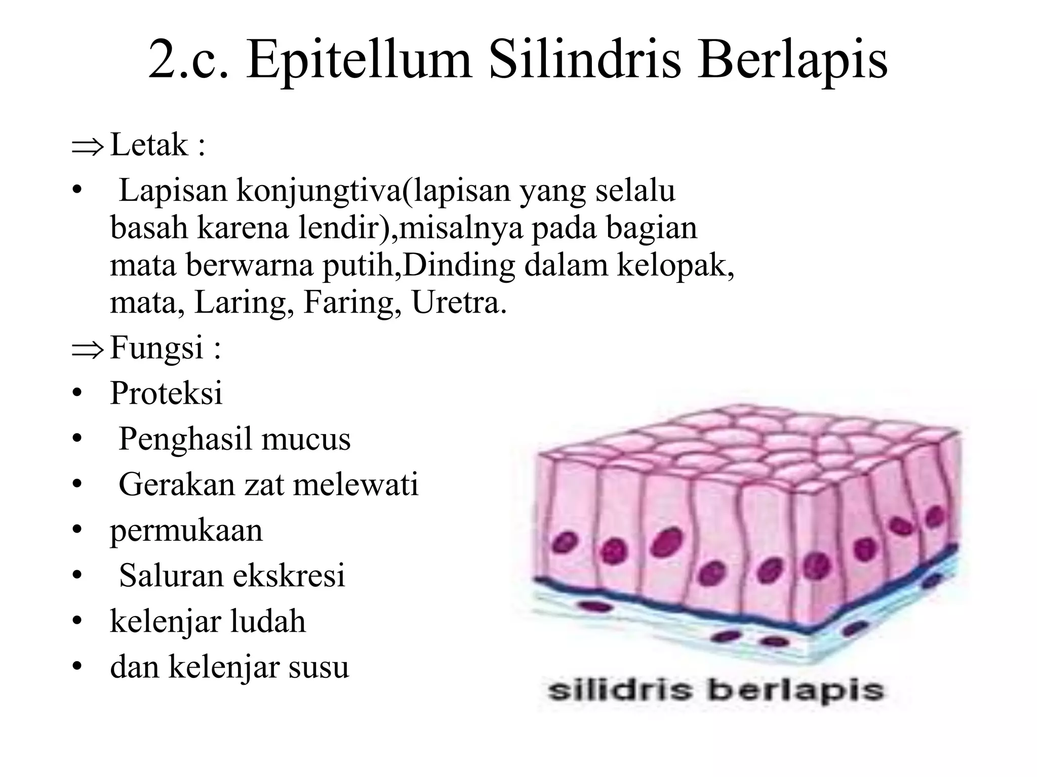 Presentation jaringan epitel & jaringan ikat | PPTX