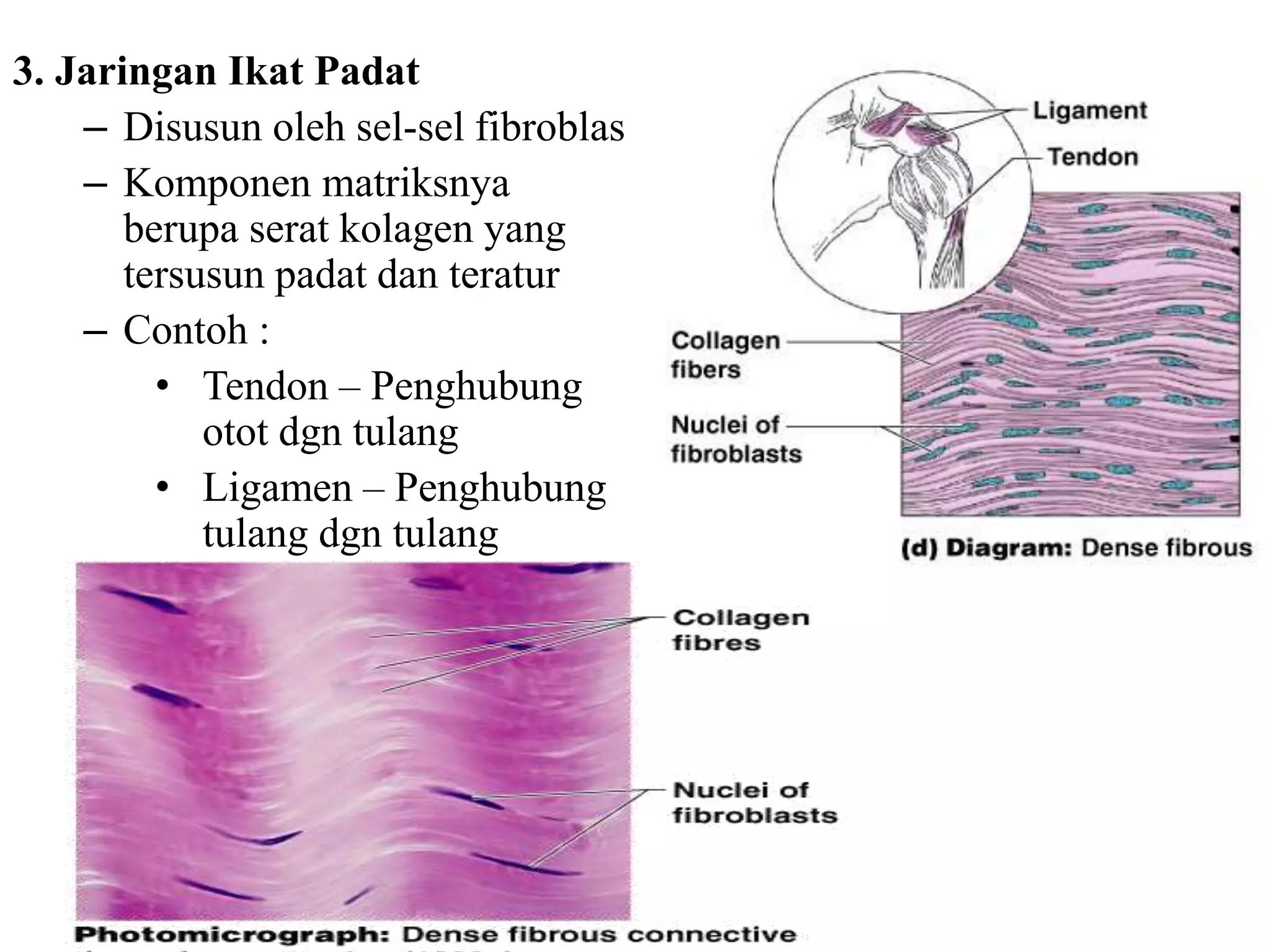 Presentation jaringan epitel & jaringan ikat | PPTX