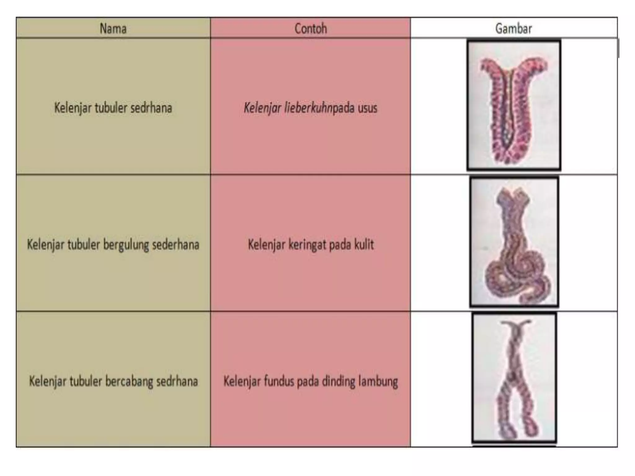 Presentation jaringan epitel & jaringan ikat | PPTX