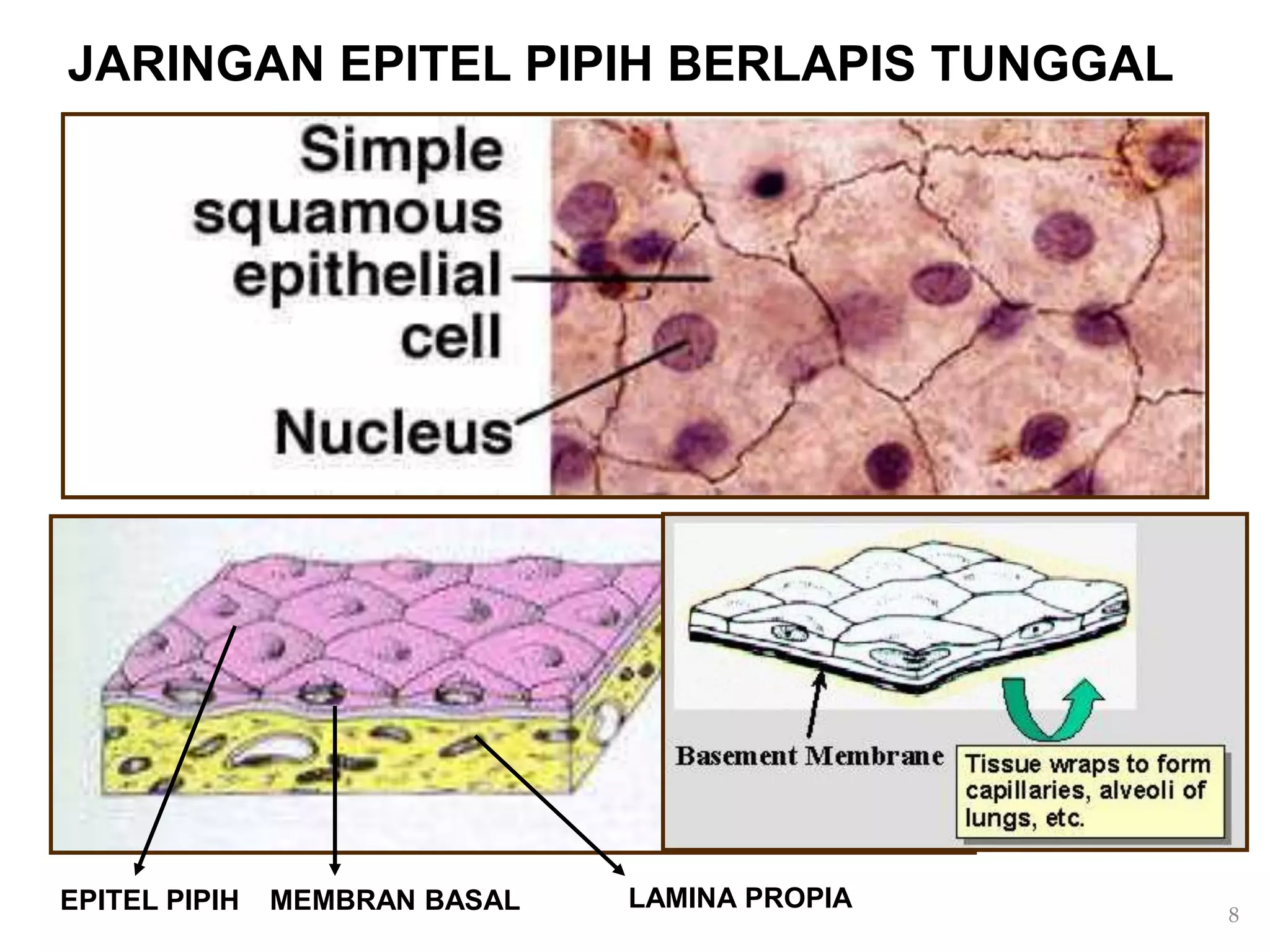 Presentation jaringan epitel & jaringan ikat | PPTX