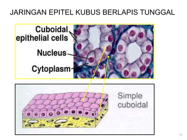 Presentation jaringan epitel & jaringan ikat | PPTX