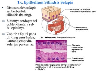 Presentation jaringan epitel & jaringan ikat | PPTX