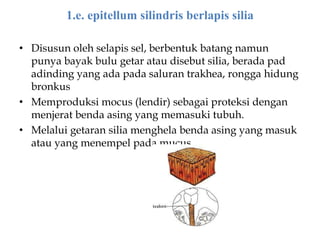 Presentation jaringan epitel & jaringan ikat | PPTX