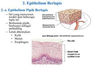 Presentation jaringan epitel & jaringan ikat | PPTX