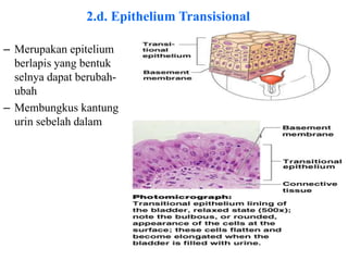 Presentation jaringan epitel & jaringan ikat | PPTX