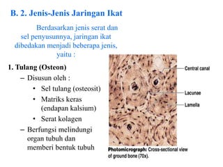 Presentation jaringan epitel & jaringan ikat | PPTX