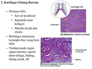 Presentation jaringan epitel & jaringan ikat | PPTX