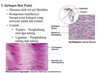 Presentation jaringan epitel & jaringan ikat | PPTX