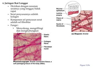 Presentation jaringan epitel & jaringan ikat | PPTX