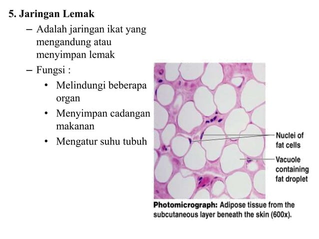 Presentation jaringan epitel & jaringan ikat | PPTX