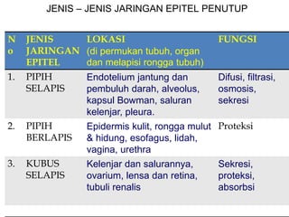 Presentation jaringan epitel & jaringan ikat | PPTX