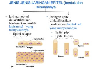 Presentation jaringan epitel & jaringan ikat | PPTX