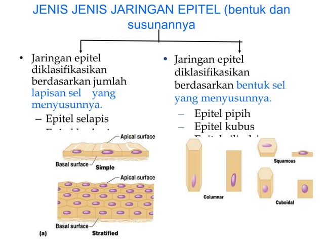 Presentation jaringan epitel & jaringan ikat | PPTX