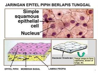 Presentation jaringan epitel & jaringan ikat | PPTX