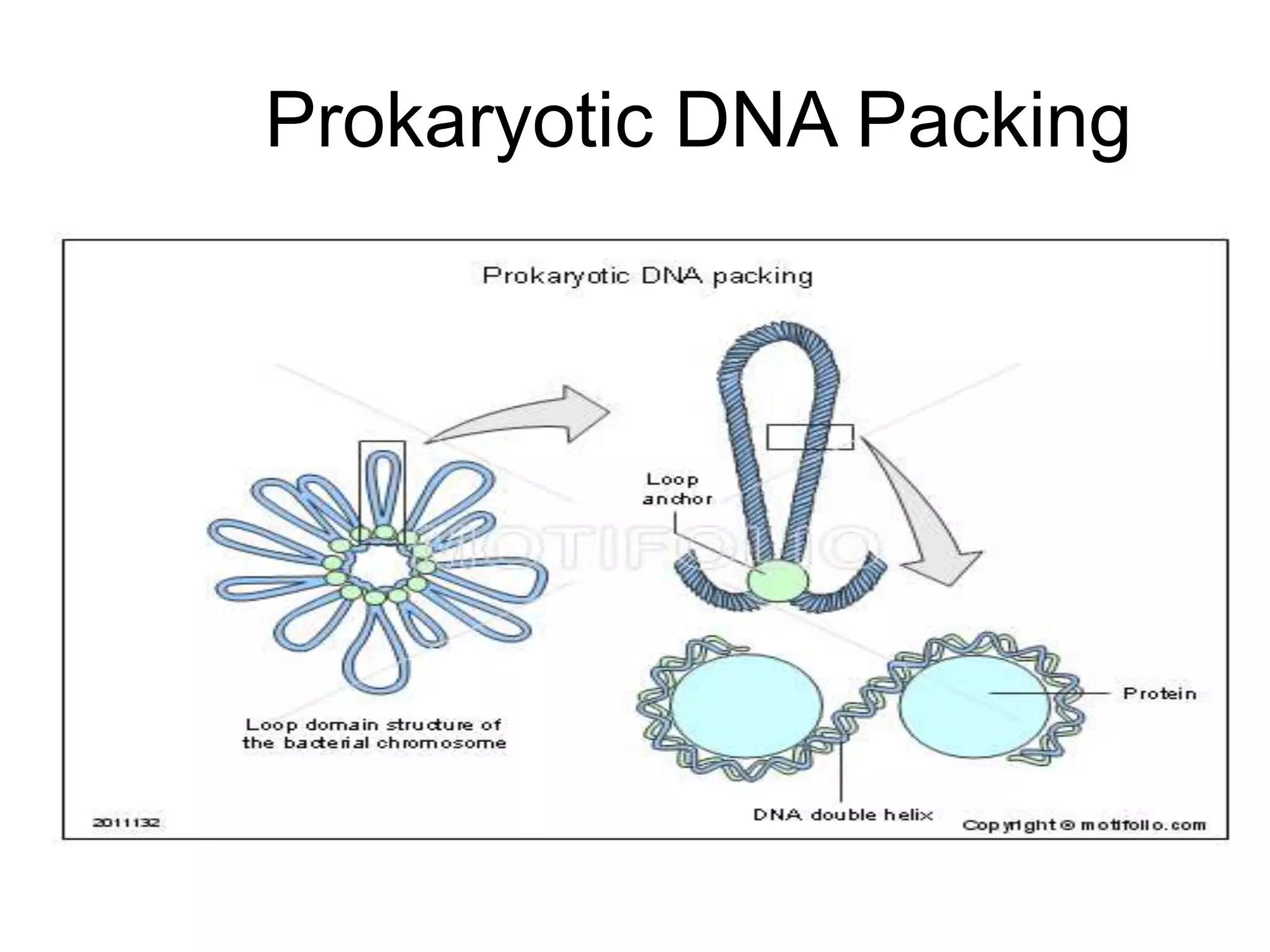 DNA RNA PROTEIN Central Dogma | PPTX
