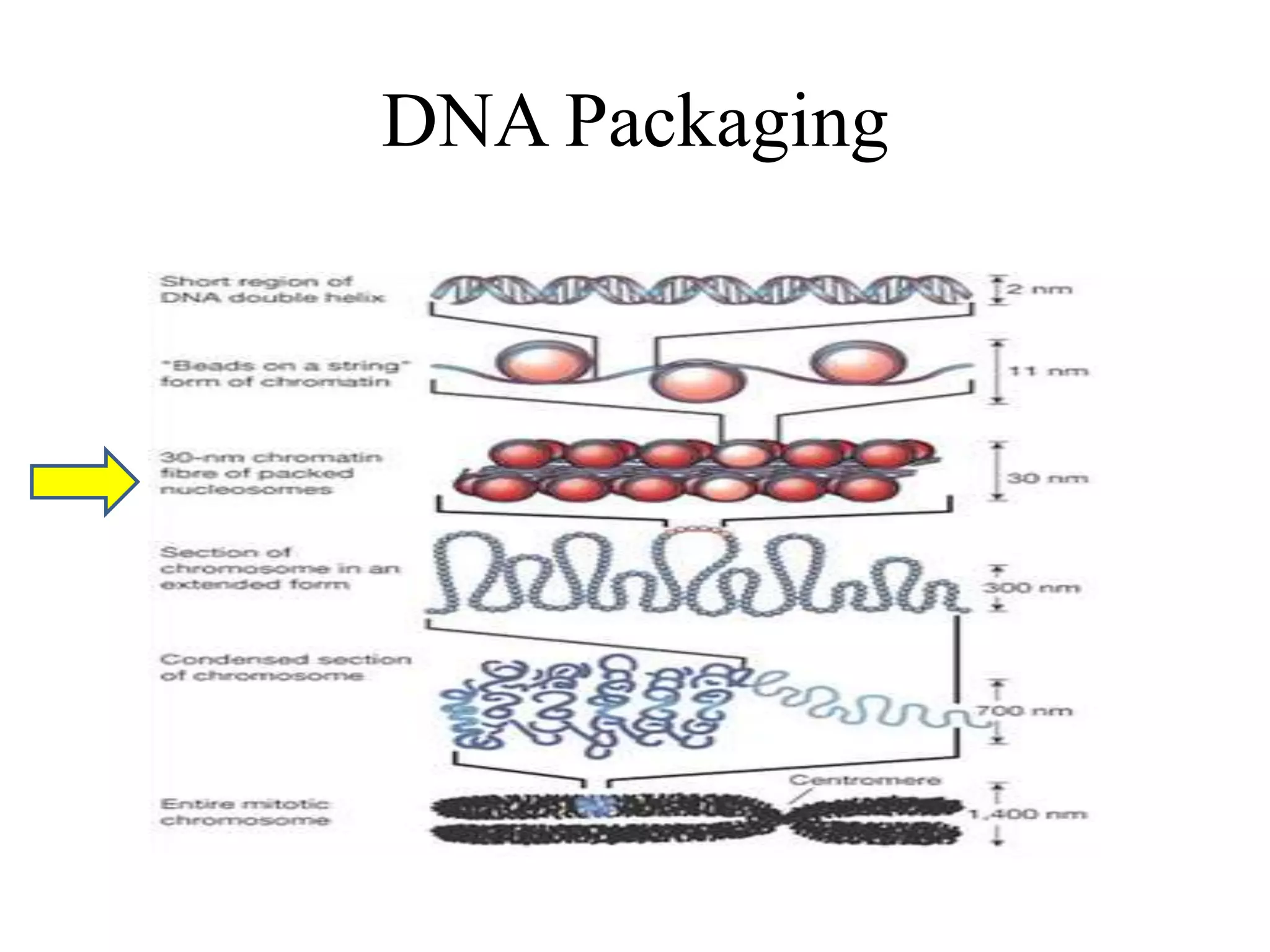 DNA RNA PROTEIN Central Dogma | PPTX | Biological Sciences | Science