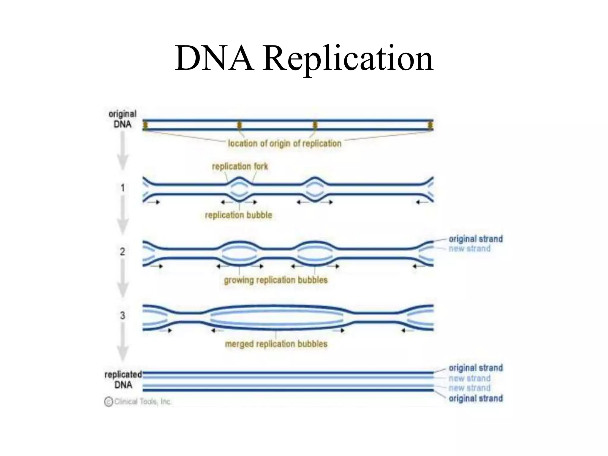 DNA RNA PROTEIN Central Dogma | PPTX