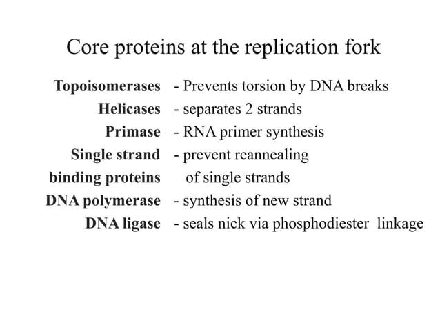 DNA RNA PROTEIN Central Dogma | PPTX | Biological Sciences | Science