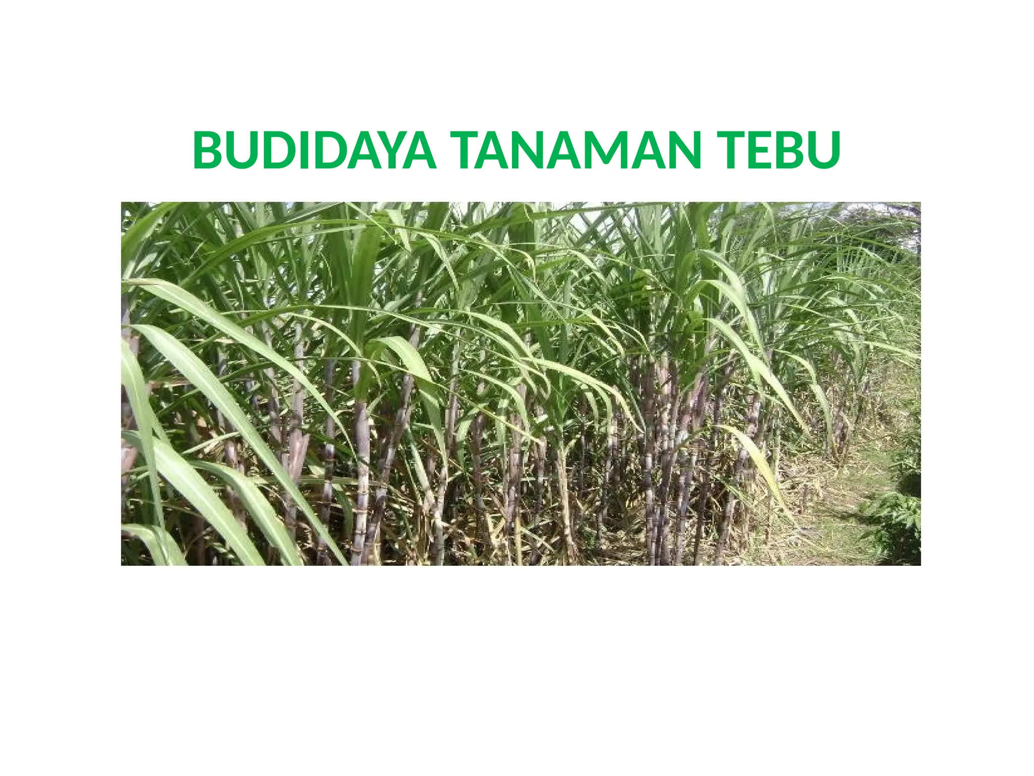 BUDIDAYA TANAMAN TEBU Tanaman tebu tumbuh | PPTX