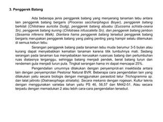 BUDIDAYA TANAMAN TEBU Tanaman tebu tumbuh | PPTX