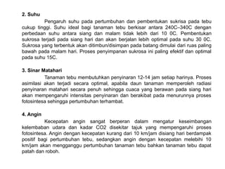 BUDIDAYA TANAMAN TEBU Tanaman tebu tumbuh | PPTX