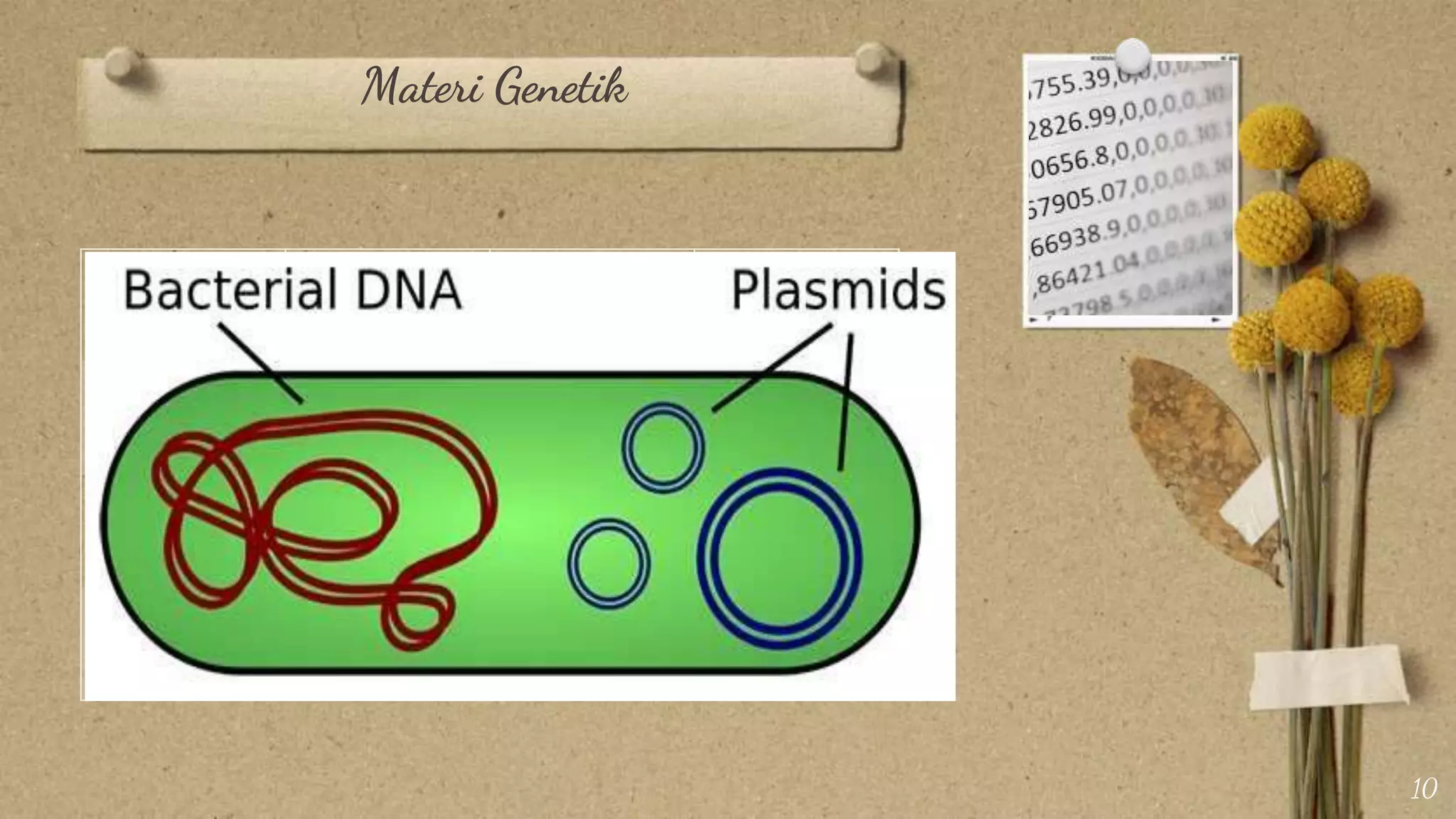 presentation kel 2 ttg sel.pptx
