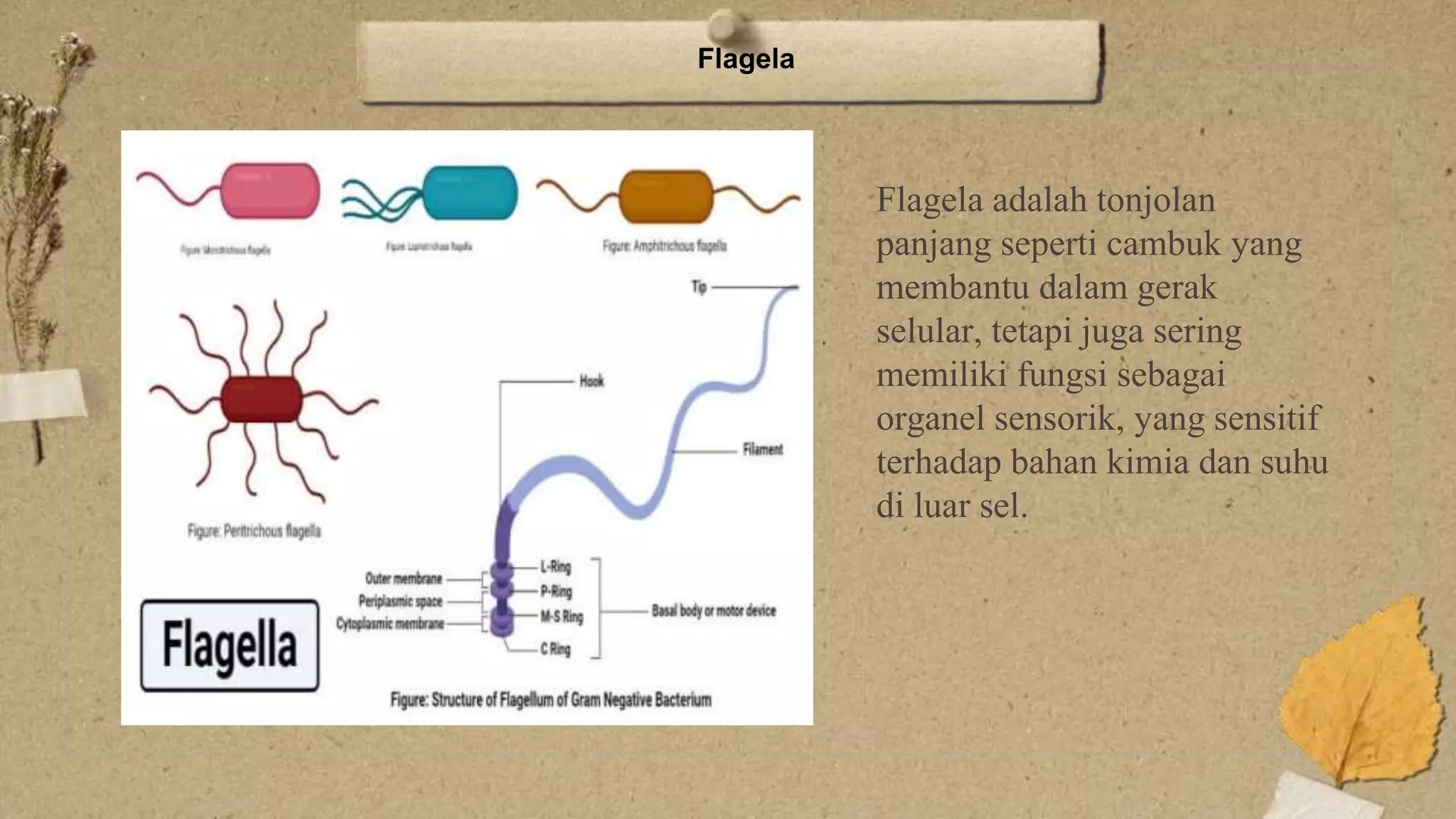 presentation kel 2 ttg sel.pptx | Free Download