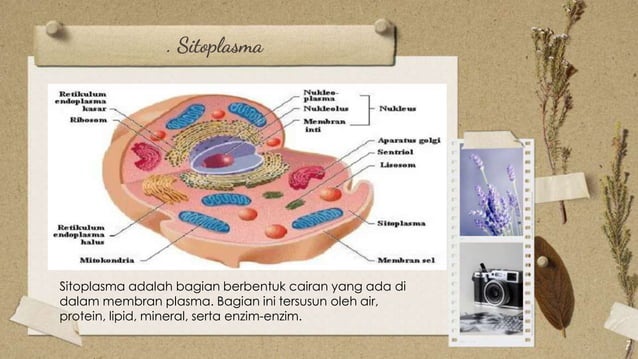 presentation kel 2 ttg sel.pptx