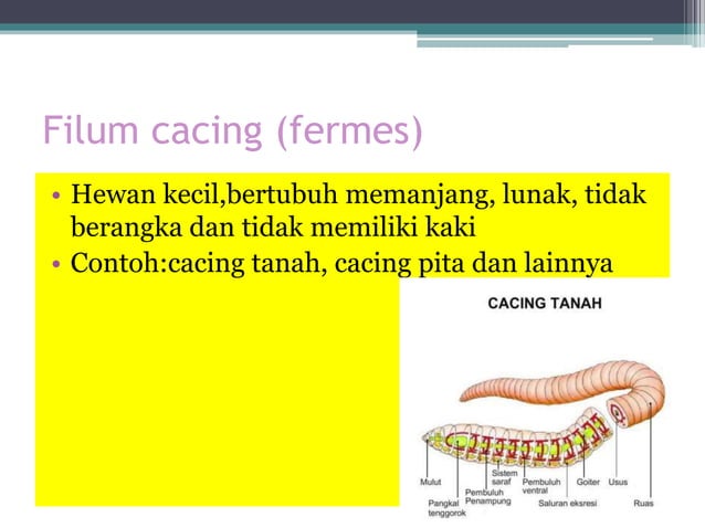 Presentation kingdom animalila kelompok 1 | PPT